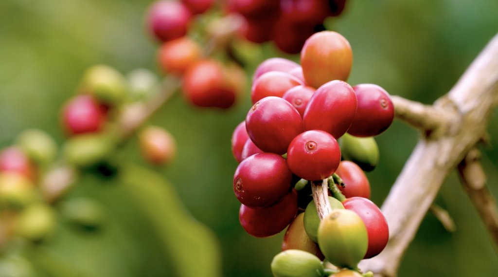Tips hay giúp bạn phân biệt các loại hạt cafe phổ biến hiện nay